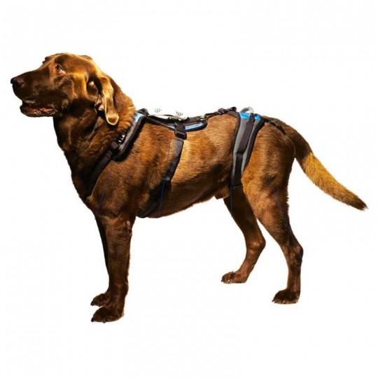 Harnais total pour chien Harnais HELP EM UP